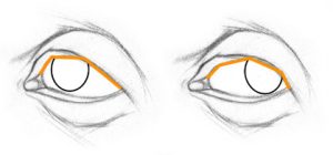 How to Draw Eyes – Structure – Stan Prokopenko